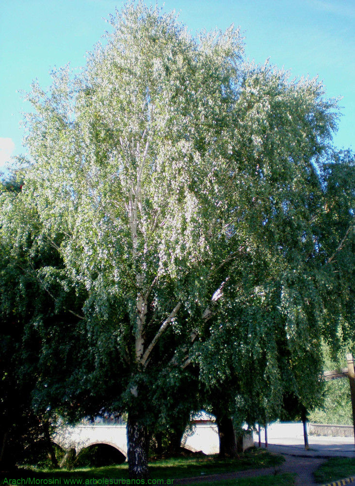 Betula pendula (Abedul) – Arboles Urbanos