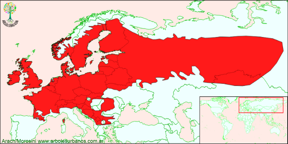 Betula pendula (Abedul) – Arboles Urbanos
