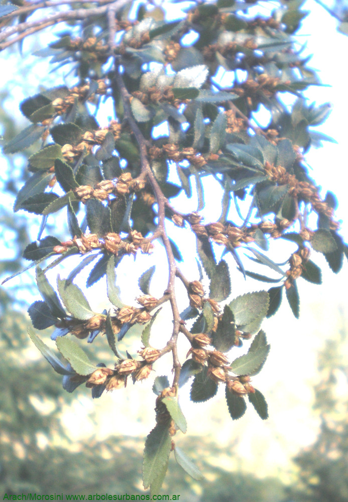 Nothofagus dombeyi (Coihue) – Arboles Urbanos