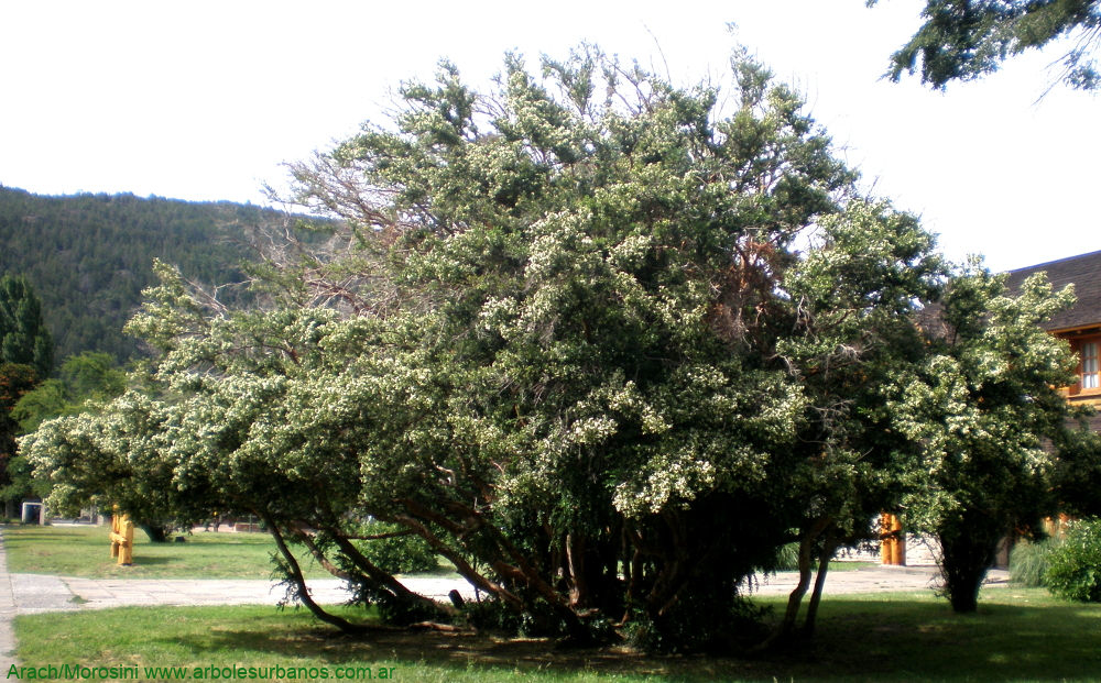 Luma apiculata (Arrayán) - Arboles Urbanos