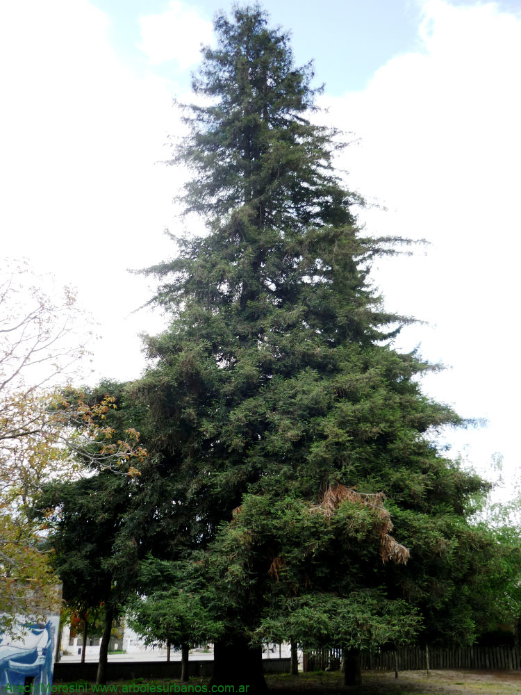 Sequoya sempervirens (Secuoya roja) – Arboles Urbanos