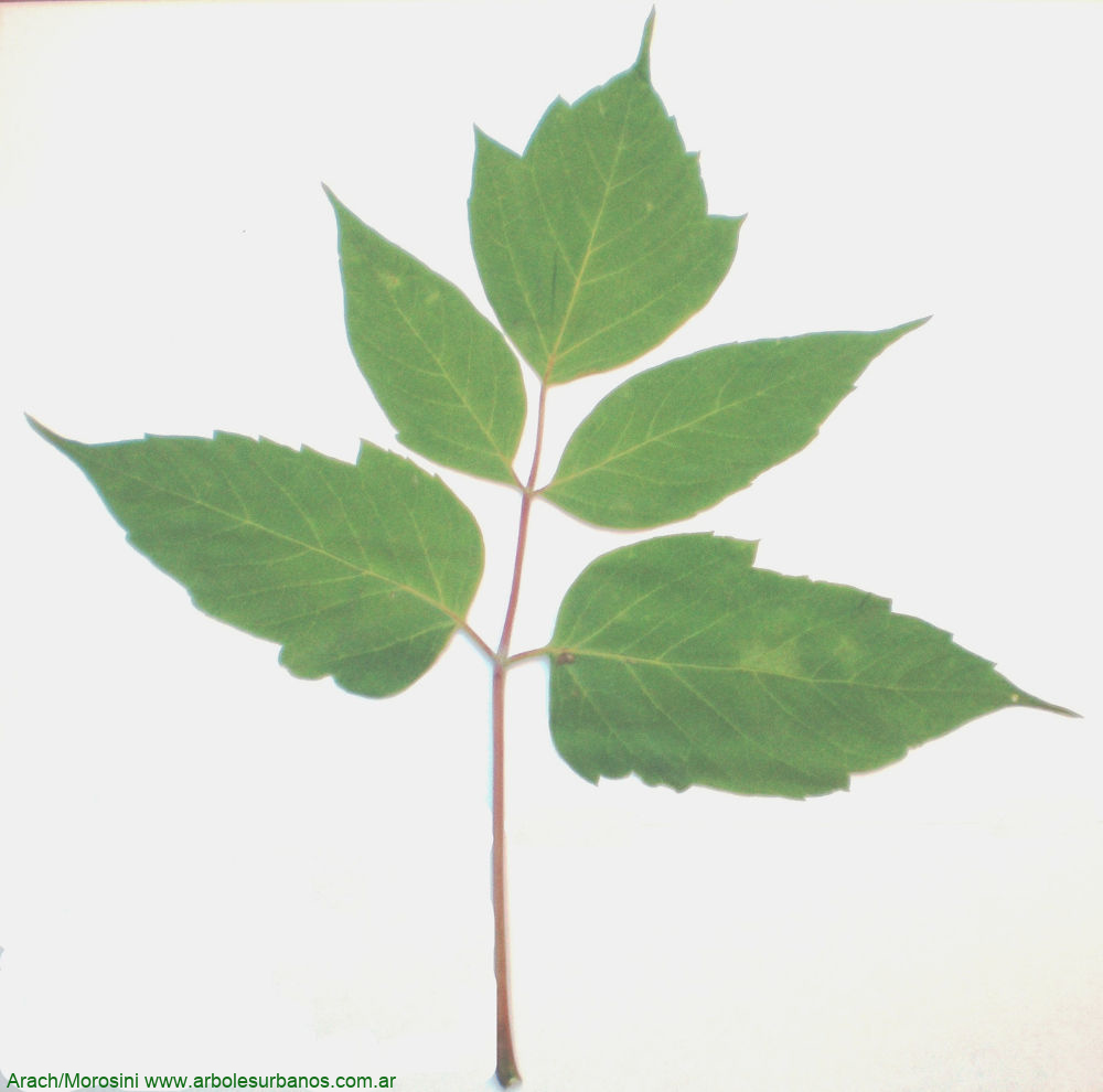 Acer negundo (Arce negundo) – Arboles Urbanos
