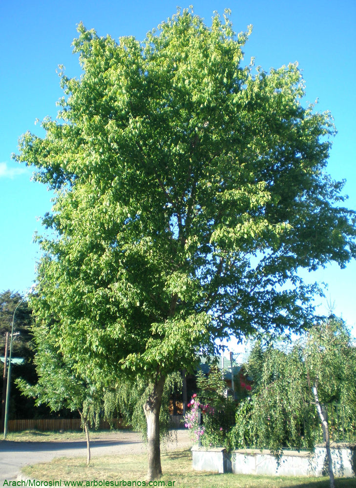 Acer negundo (Arce negundo) – Arboles Urbanos