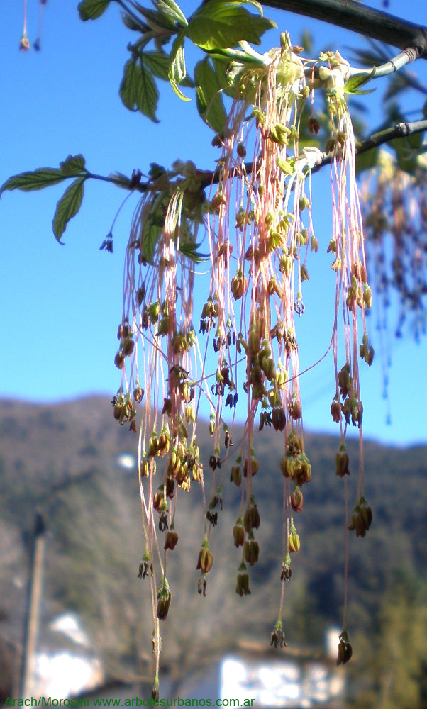 Acer negundo (Arce negundo) – Arboles Urbanos