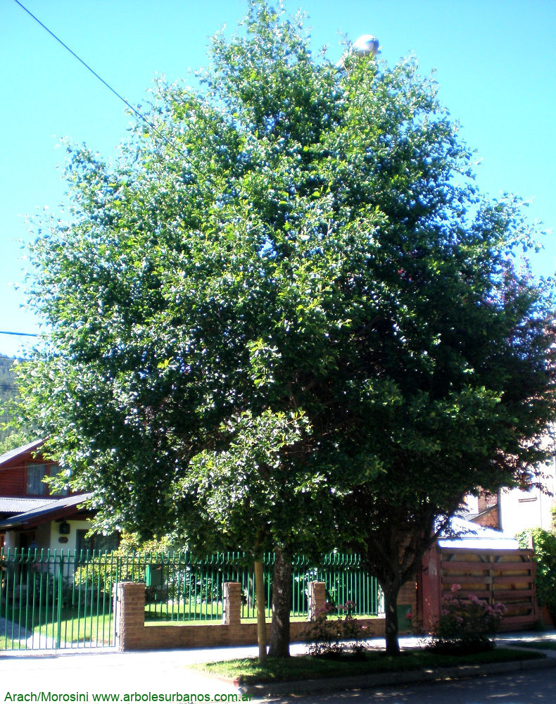 Alnus glutinosa (Aliso) – Arboles Urbanos