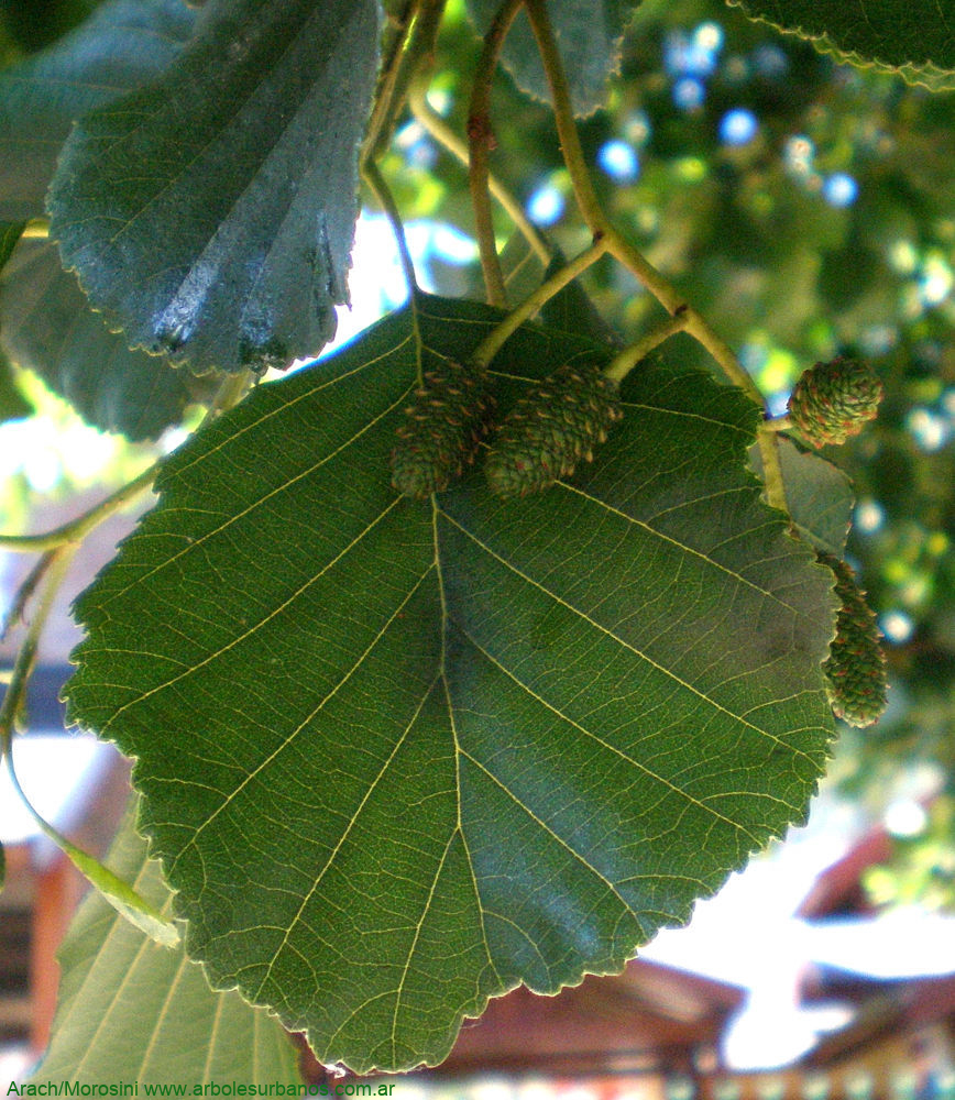 Alnus glutinosa (Aliso) – Arboles Urbanos