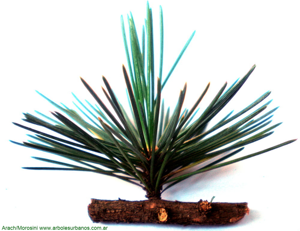 Cedrus libanii (Cedro del Líbano) – Arboles Urbanos