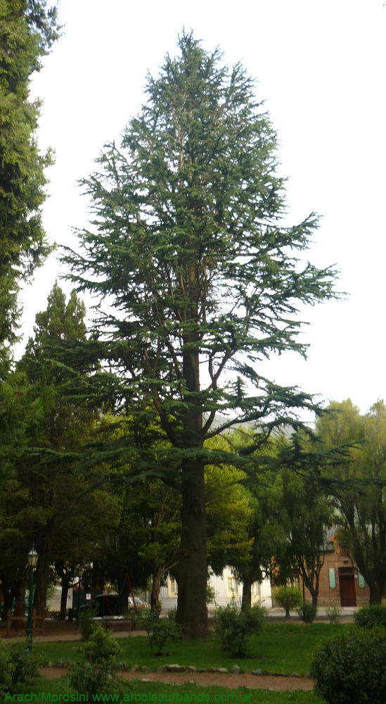 Cedrus libanii (Cedro del Líbano) – Arboles Urbanos