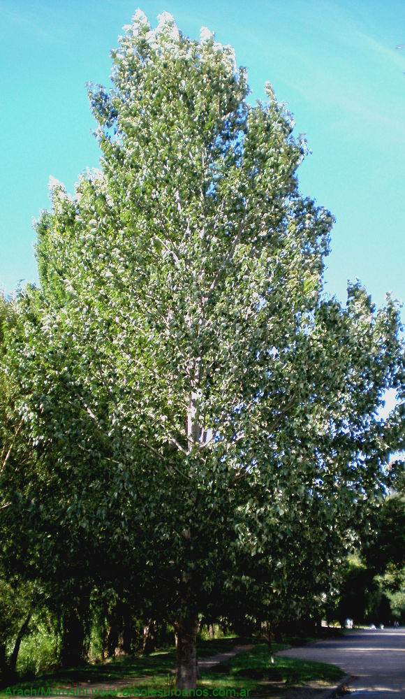 Populus trichocarpa (alamo balsamico) - Arboles Urbanos