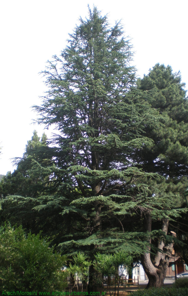 Cedrus libanii (Cedro del Líbano) – Arboles Urbanos