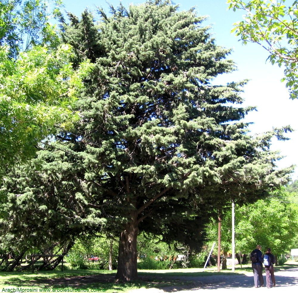 Cupressus arizonica (Ciprés de Arizona) - Arboles Urbanos